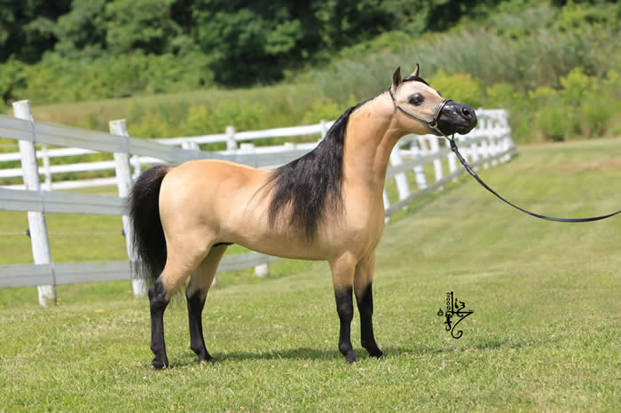 Miniature Stallions for Sale Age 3 & Older