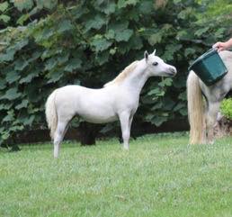 2014 Weanling Fillies for Sale