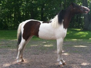Miniatiure Horse Broodmares for Sale in the USA and Canada