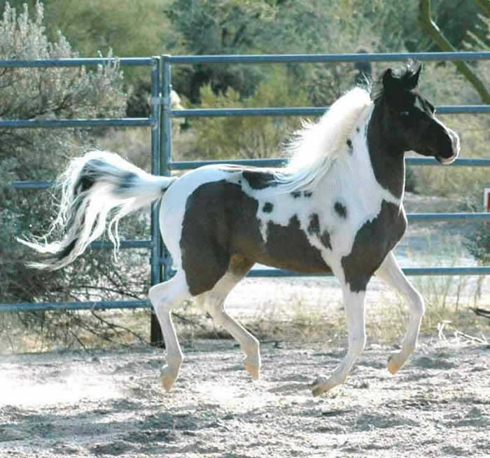 Triple Registered Stallions from MiniHorseSales.com