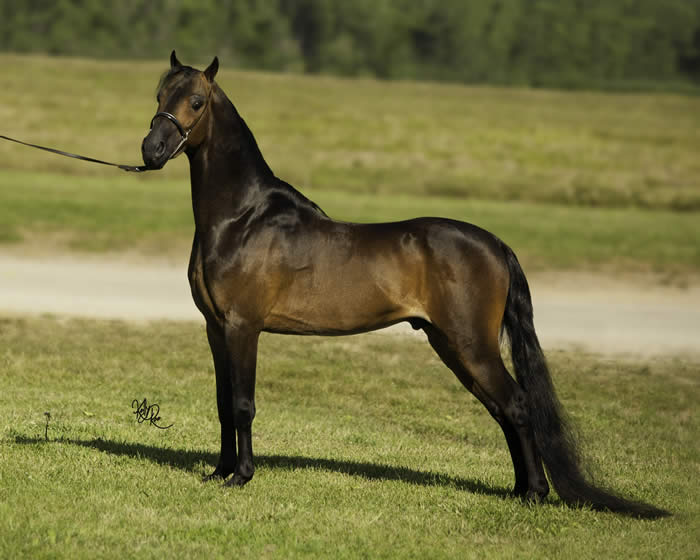 Mini Horse Sales offers stallions at stud